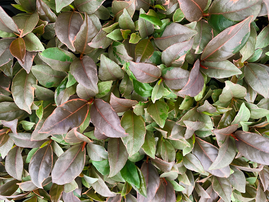 Starter Plants - Affordable Plant Option — Plantastic Direct