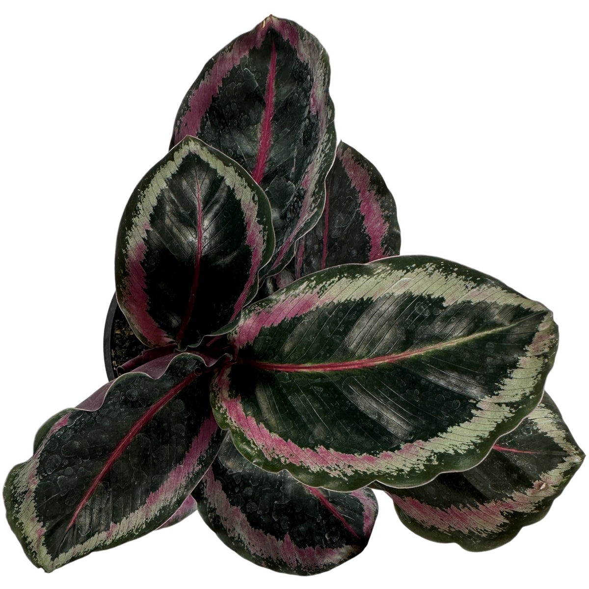 Calathea Roseotica Angela Starter Plant or 4" Grower Pot — Plantastic ...