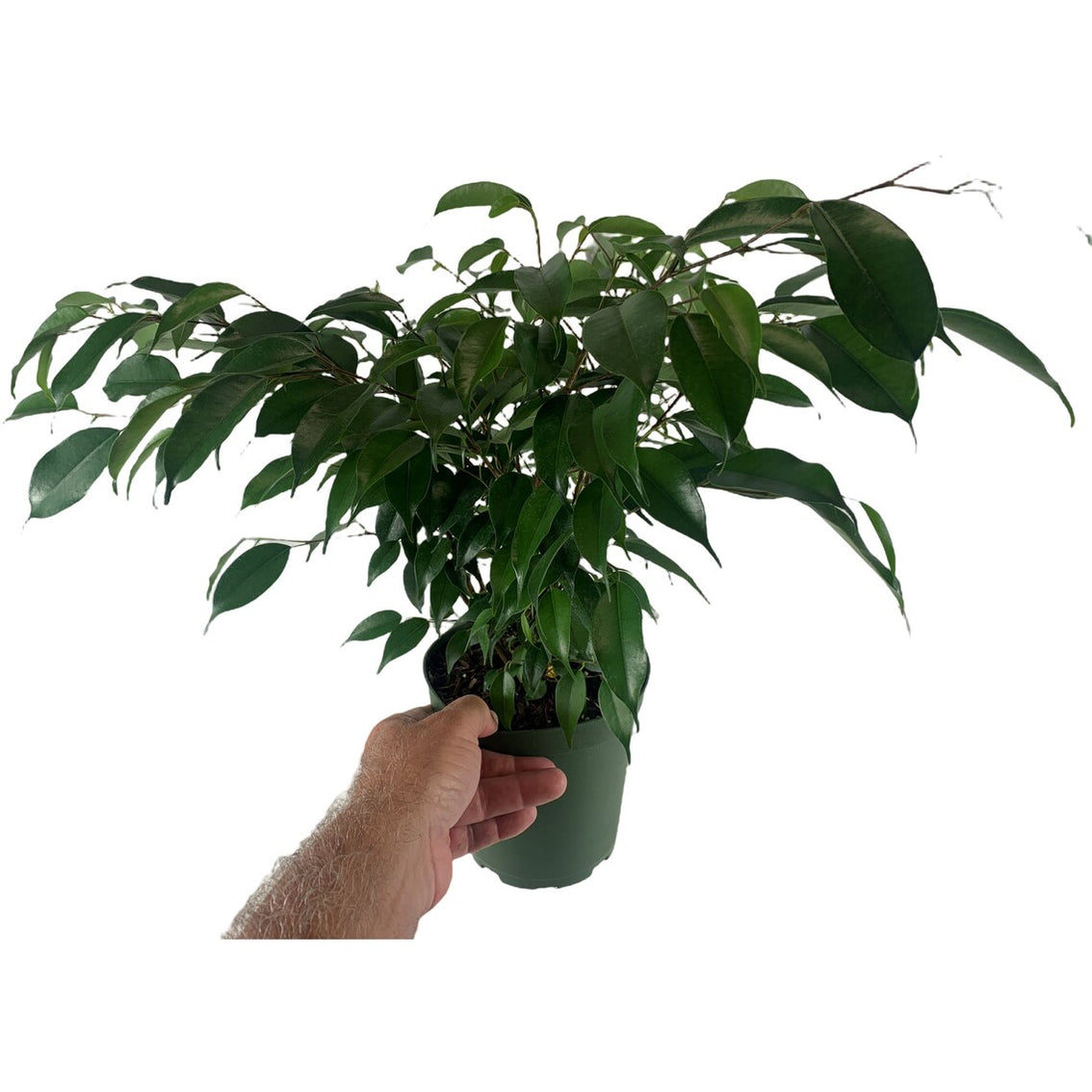 Ficus Benjamina Evergreen Bush "Weeping Fig" — Plantastic Direct