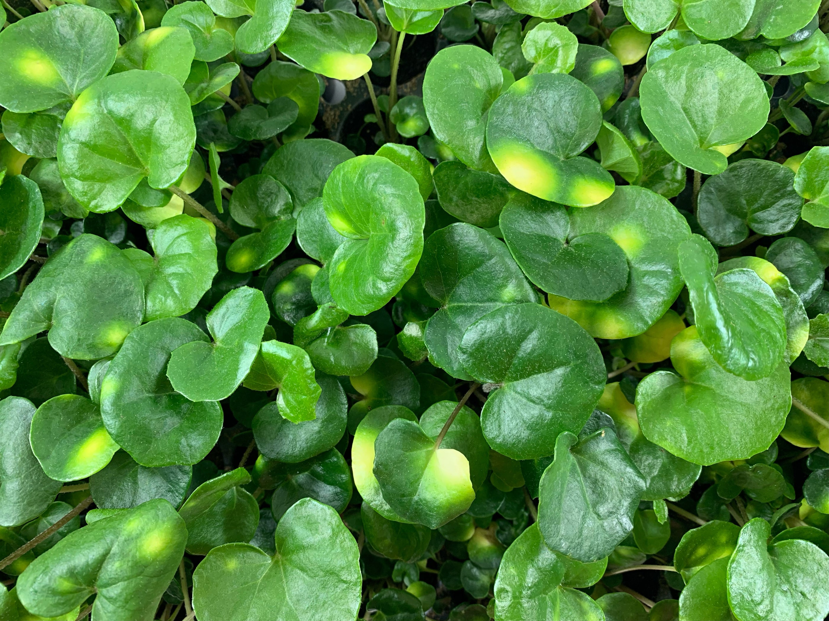 Farfugium Firefly-Starter Plant / 4" Grower Pot — Plantastic Direct