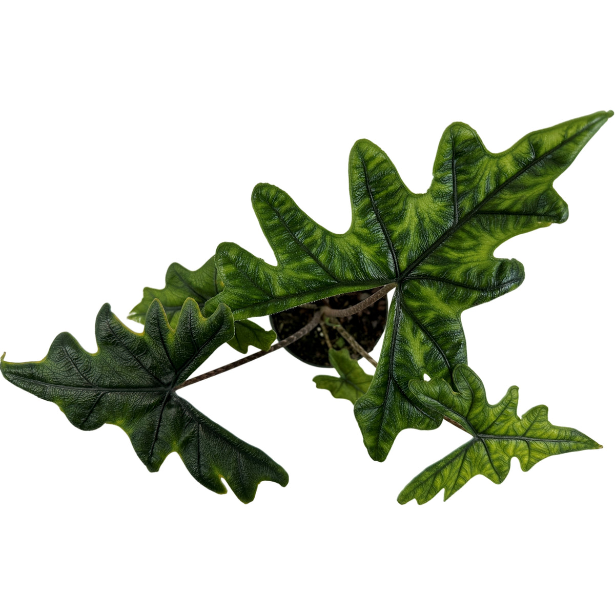 Alocasia Jacklyn Starter Plant/4" Grower Pot — Plantastic Direct