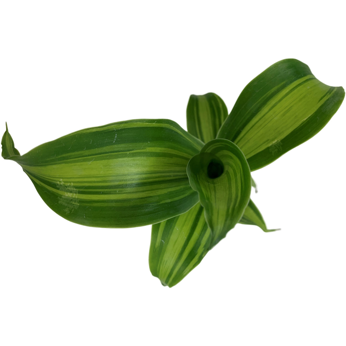 Dracaena Fragrens Marley -Starter Plant/4" Grower Pot — Plantastic Direct