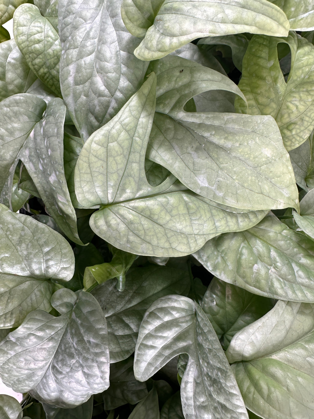 Monstera Silver Spiderman - Starter Plant/4" Grower Pot — Plantastic Direct