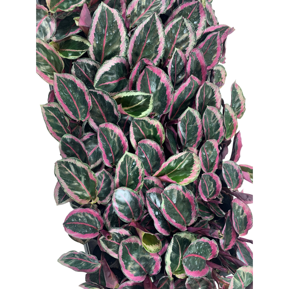 Calathea Roseotica Angela Starter Plant — Plantastic Direct