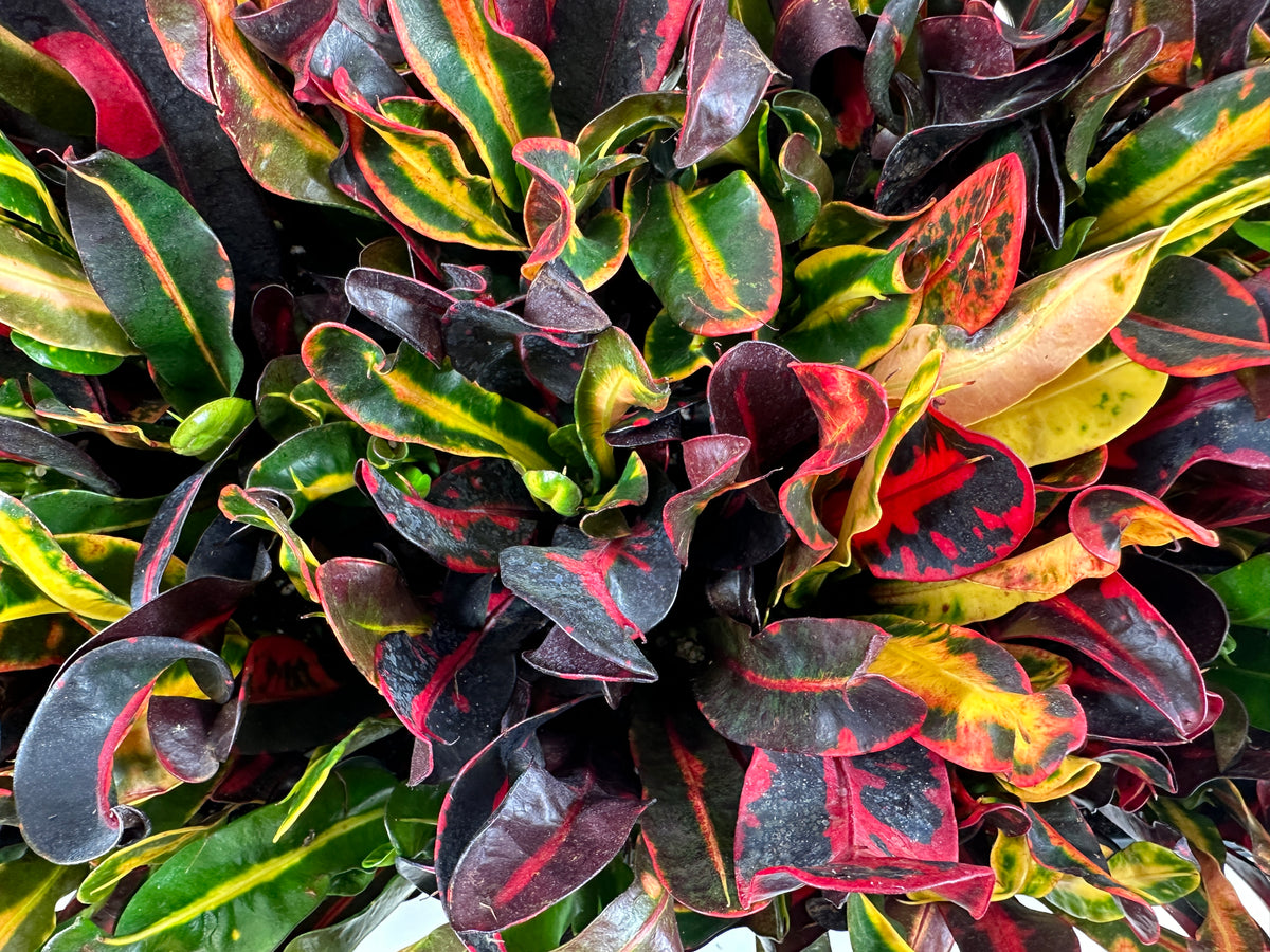 Croton Mammey Starter Plant — Plantastic Direct