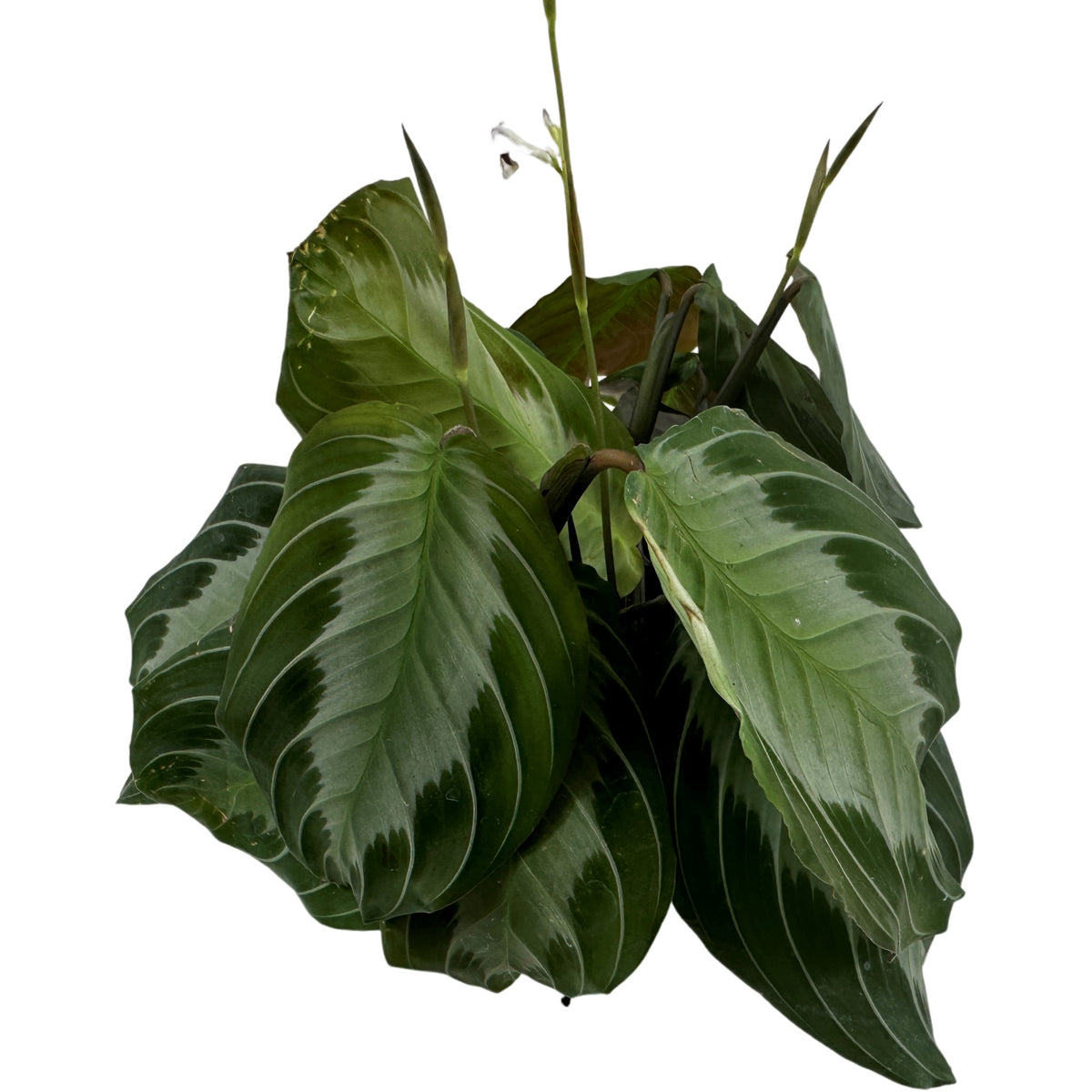 Maranta Silver Band- 4" Grower Pot — Plantastic Direct