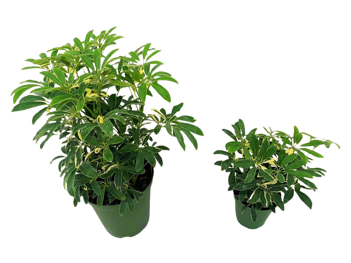 Schefflera Arboricola Variegated Moondrop Mini — Plantastic Direct