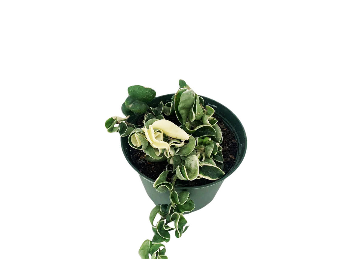 Variegated Hoya Hindu Rope "Hoya Carnosa" — Plantastic Direct