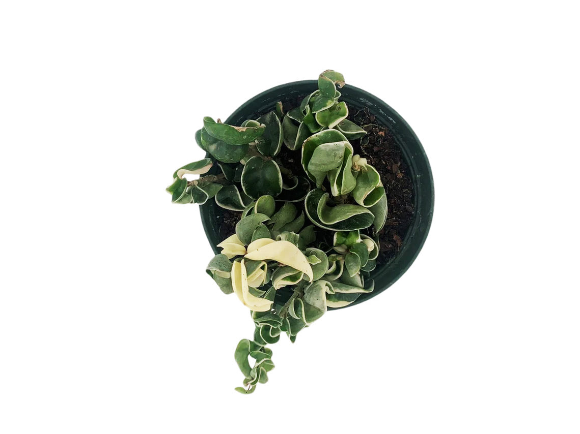 Variegated Hoya Hindu Rope "Hoya Carnosa" — Plantastic Direct